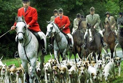 David Cameron sur le point d’assouplir la loi interdisant la chasse au ...